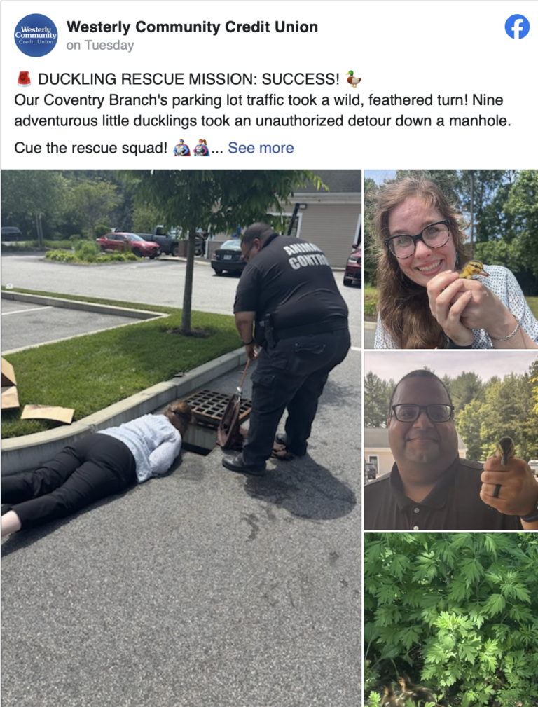 Westerly Community CU Employee Helps Rescue Ducklings From Manhole ...